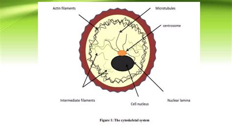 Cytoskeleton Ppt