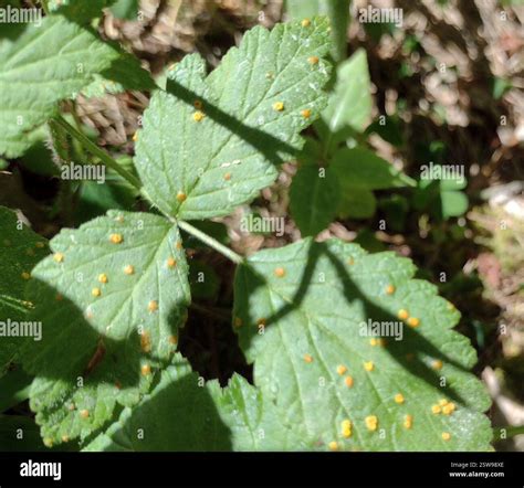 Red Raspberry Yellow Rust Phragmidium Rubi Idaei Fungi Powiat
