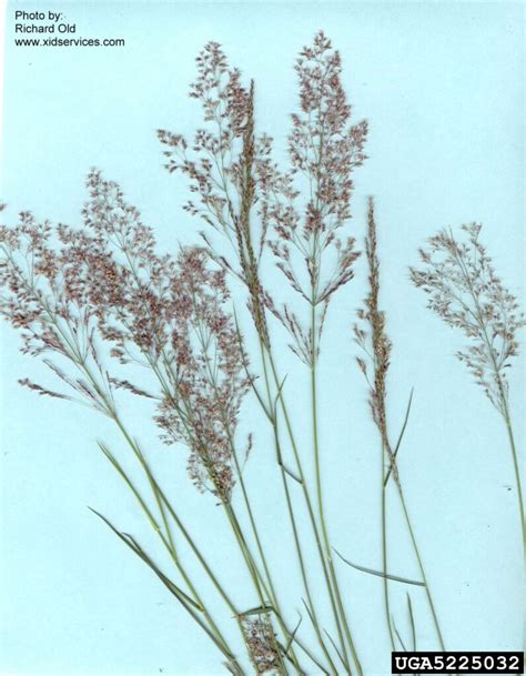 Agrostis Capillariscolonial Bentgrass Introduced Stevenson