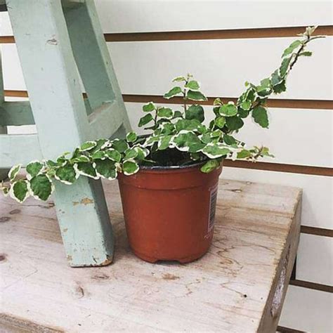 Variegated Creeping Fig Ficus Pumila Plant Plantologyusa Indoor