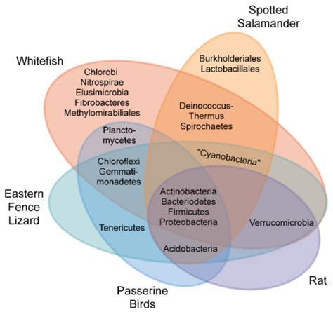 Ovoviviparous Diagram
