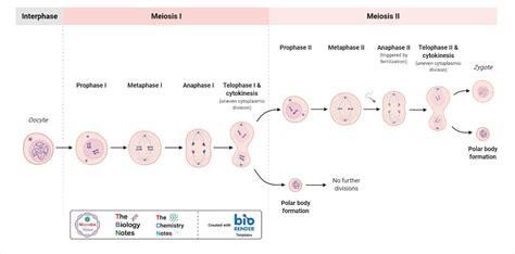 Gamete Definition Types Spermatogenesis Oogenesis