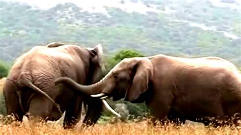 African Elephant Fighting Youtube