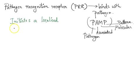 Solved Innate Immune Cells Express Pathogen Recognition Receptors Prrs Which Bind Pathogen