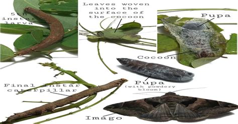 Moth Life Cycle 4 Life Stages And Reproduction Learn About Nature