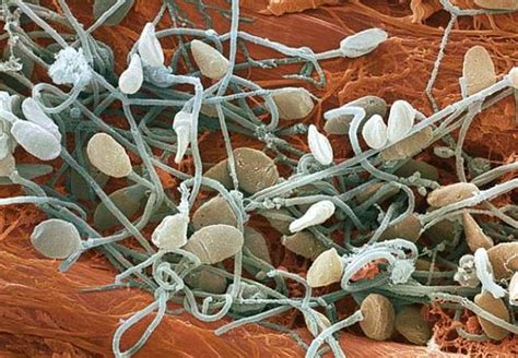 The Most Amazing Microscope Images Ebaum S World