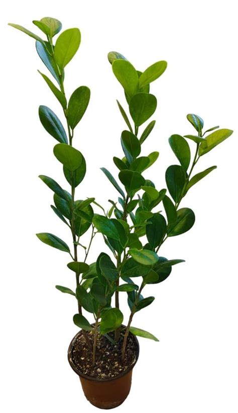 جميع المنتجات زريعة