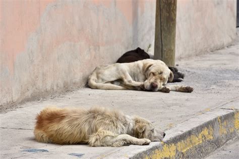 Perros Mutilados Y Atados En La Vía Del Tren Zacatecas En Alerta Por