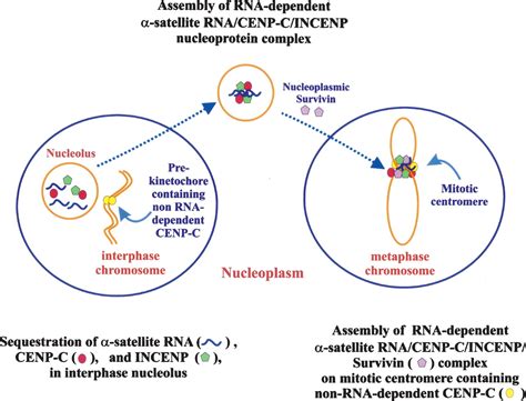 Centromere Rna Is A Key Component For The Assembly Of Nucleoproteins At