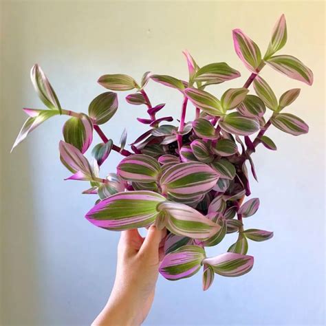 Tradescantia Nanouk Growth Update Propagation Faqs Color