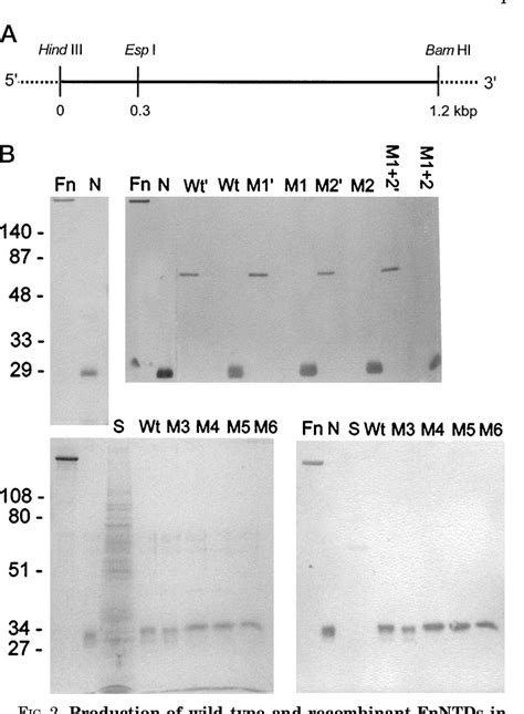 Figure 2 From Interaction Of The Nh2 Terminal Domain Of Fibronectin