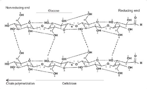 The Structure And The Inter And Intra Chain Hydrogen Bonding Pattern In Download Scientific