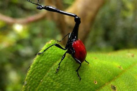 Os 12 Animais Mais Esquisitos Do Mundo Exame