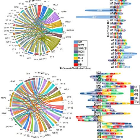 Chord Diagram And Ribbon Chart Of The Genes Involved In Different Download Scientific Diagram
