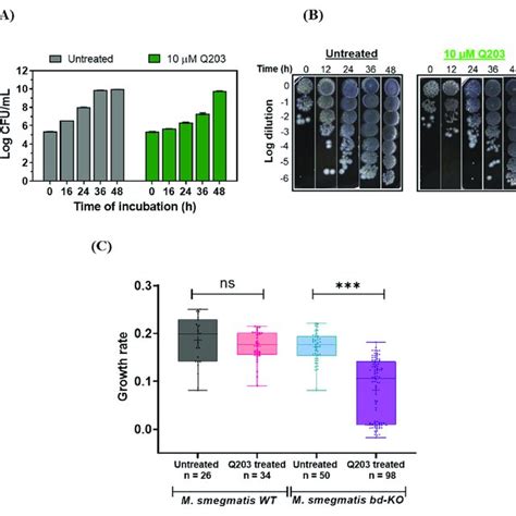 Expression Analysis Of The Appc Gene Of Mycobacterium Smegmatis Wt And