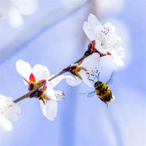 春暖花开 有 杏”与你相约土默川呼和浩特梁靖苑