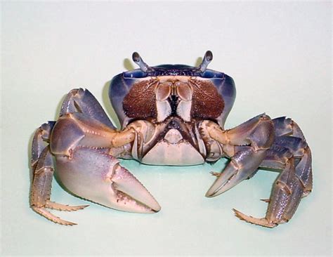 Giant Blue Land Crab