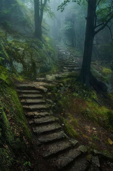 Into The Forest Ewelina Harezlak Tumbex