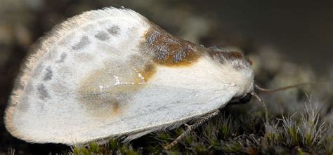 Cilix Glaucata Pathpiva