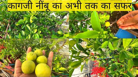 कागजी नीबू पौधे को नर्सरी से खरीदने पौट में लगने साथ देख भाल से लेकर