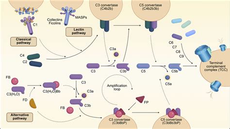 Jci Insight The Role Of Complement In Long Covid Pathogenesis