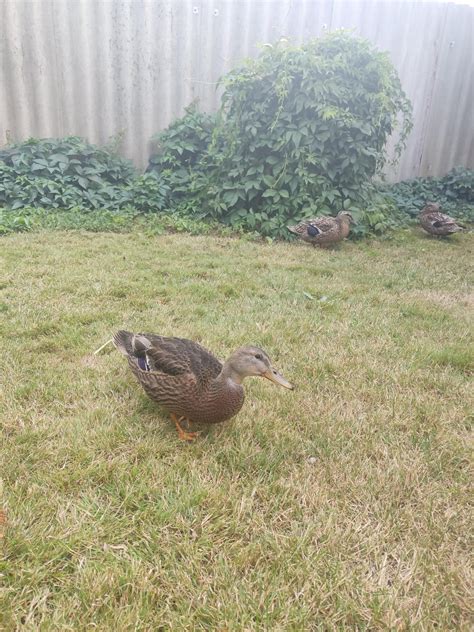 Sex And Identification 2 R Duck