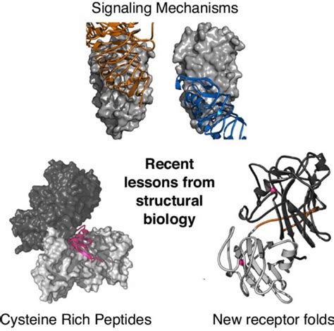 Review Structural Biology Of Cell Surface Receptorligand Interactions