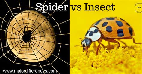 Difference Between Spider And Insect Spider Vs Insect Major Differences