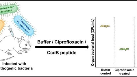 Iisc Researchers Design Synthetic Peptide To Kill…