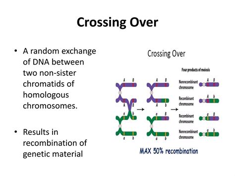 Genetic Linkage And Crossing Over Pptx