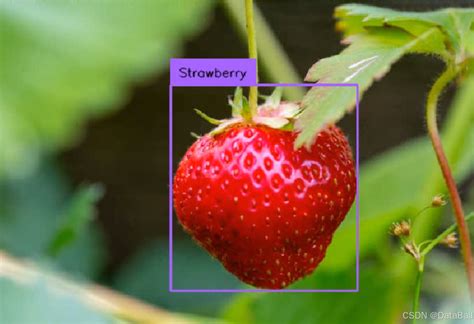 数据集 目标检测系列 草莓 检测数据集 strawberry ＞＞ databall strawberry detection 数据集 csdn博客