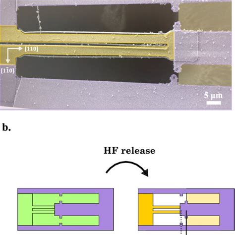 Scanning Electron Microscopy Sem Micrograph Of A Deformed Microbeams