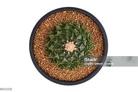 오브레고니아 데네그리 아티초크 선인장 클리핑 경로와 흰색 배경에 고립 된 냄비에 선인장 0명에 대한 스톡 사진 및 기타 이미지 0명 가시 갈색 Istock