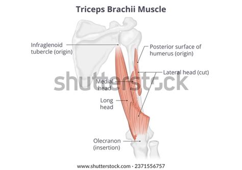 Infraglenoid Tubercle Of Scapula