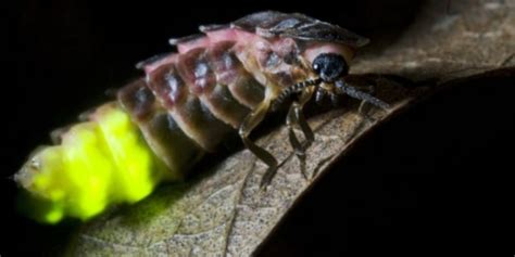 Bioluminescent Animals 11 Incredible Glowing Species⚡
