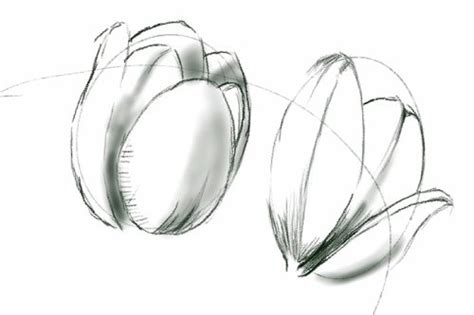 Flower Drawing Learn To Draw Exquisite Flowers