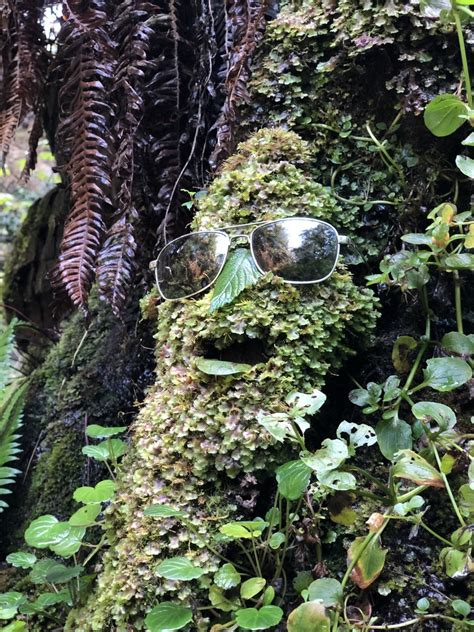 Complex Thalloid Liverworts From Coos Bay Or Us On September 19 2020