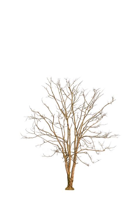 Withered Tree Png