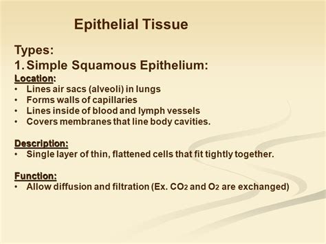 Simple Squamous Epithelium Function Location Structure Epithelial
