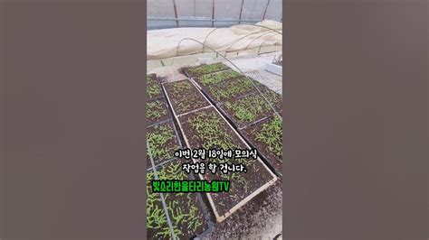 고추씨 파종 9일차모이식 작업은 12일차에 예정 고추재배 고추모종 Youtube