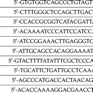 Primer Sequence Details The Forward And Reverse Primer Sequences Of Download Scientific