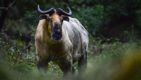 Sichuan Takin Flourish At Chinas Wild Panda Nature Reserve