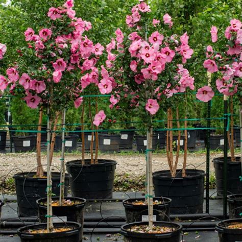 Pair Of Candy Pink Hibiscus Trees