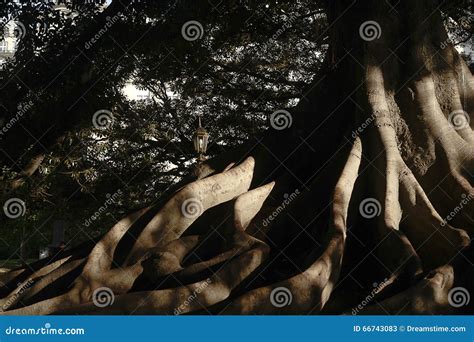 Huge Tree Roots Stock Image Image Of High Robust Beautiful