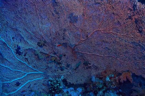 산호초 배경 수중 해양 생물 생태계 바다 바다 프리미엄 사진