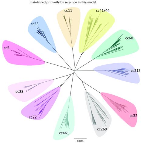 Clonal Structure Of The Meningococcal Population A Neighbour Joining Download Scientific