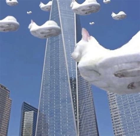 Pin By Kikujujuj Lkk On Literally Me Cat Memes