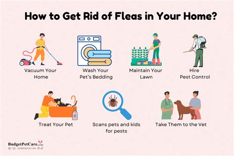 How To Get Rid Of Fleas In Your Home Guide To Eliminate Them