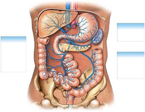 Abdominal Veins Diagram Quizlet