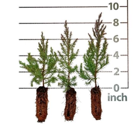Eastern Red Cedar Tree Juniperus Virginiana 5rescue Seedling Ball